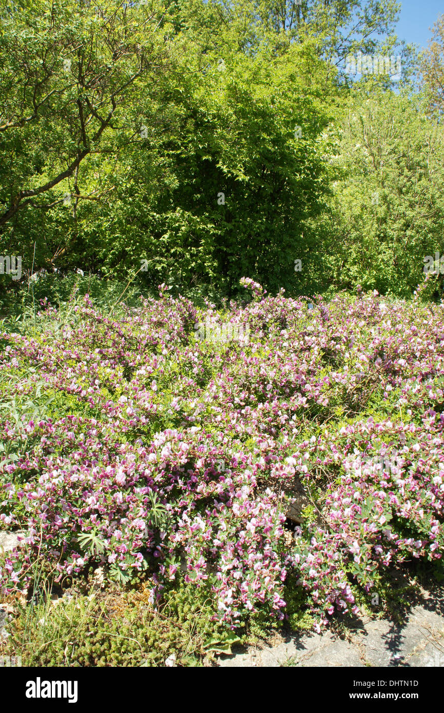 Dwarf broom hi-res stock photography and images - Alamy