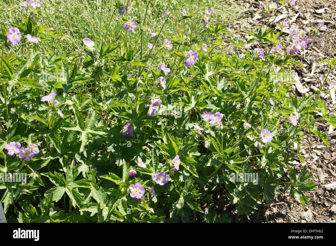Spotted geranium hi-res stock photography and images - Alamy