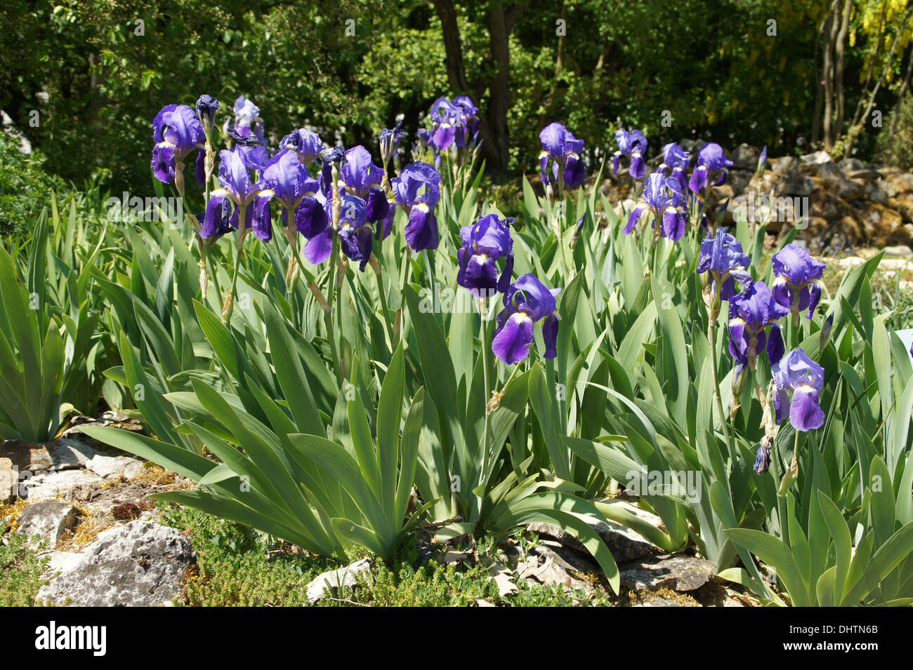 German Irises High Resolution Stock Photography and Images - Alamy