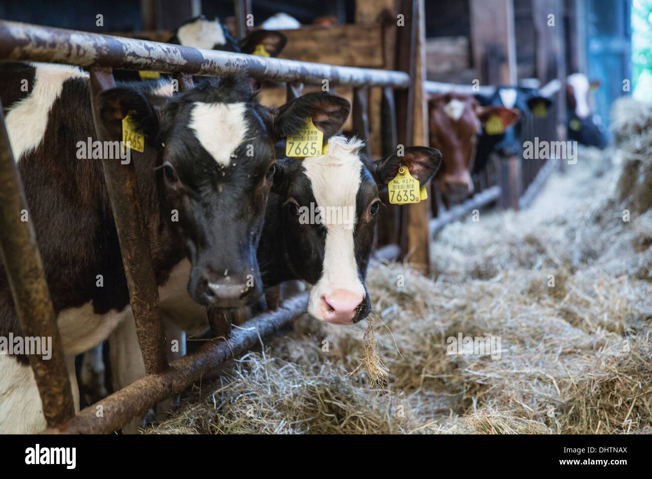 Netherlands, Noordbeemster, Beemster Polder, UNESCO World Heritage Site ...