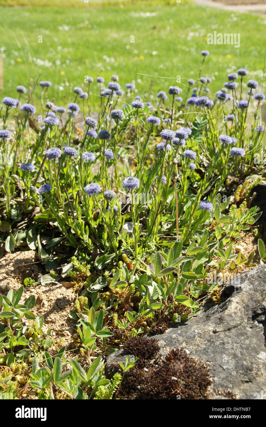Punctata globularia hi-res stock photography and images - Alamy