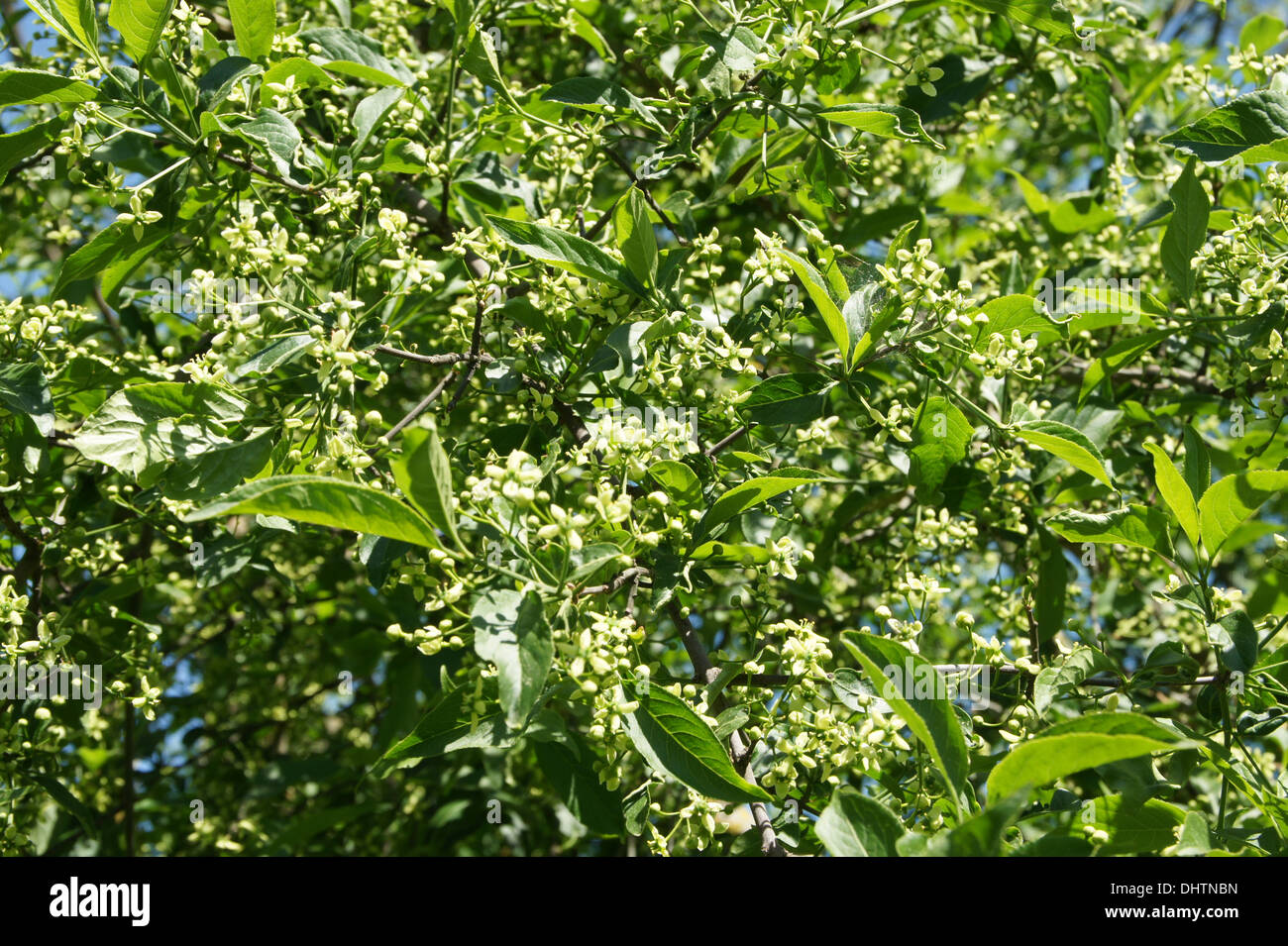 American spindle hi-res stock photography and images - Alamy