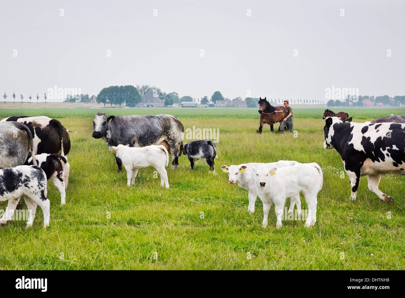 Belgian blue cattle hi-res stock photography and images - Alamy