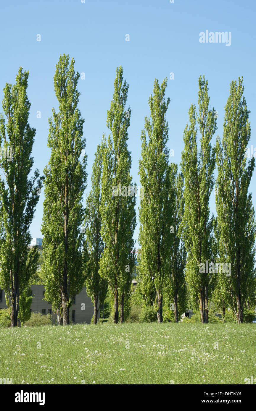 Fastigiate tree hi-res stock photography and images - Alamy