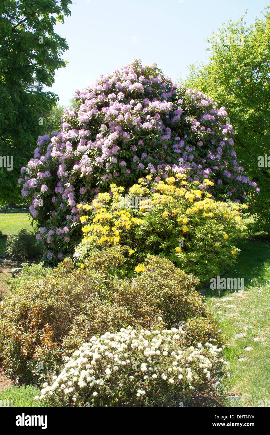 Rhododendron ponticum, Rhododendron luteum Stock Photo - Alamy