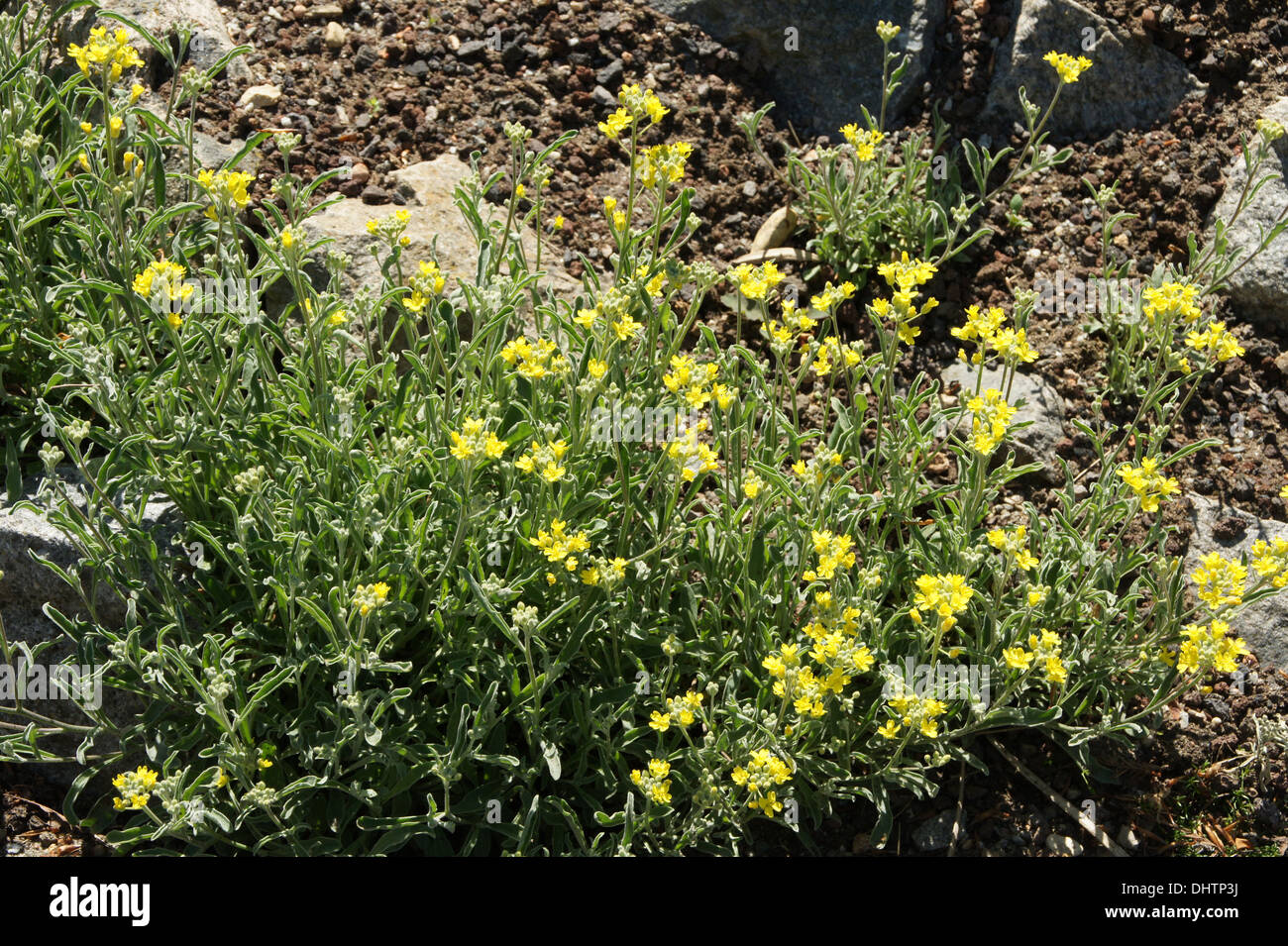 Bladderpods hi-res stock photography and images - Alamy