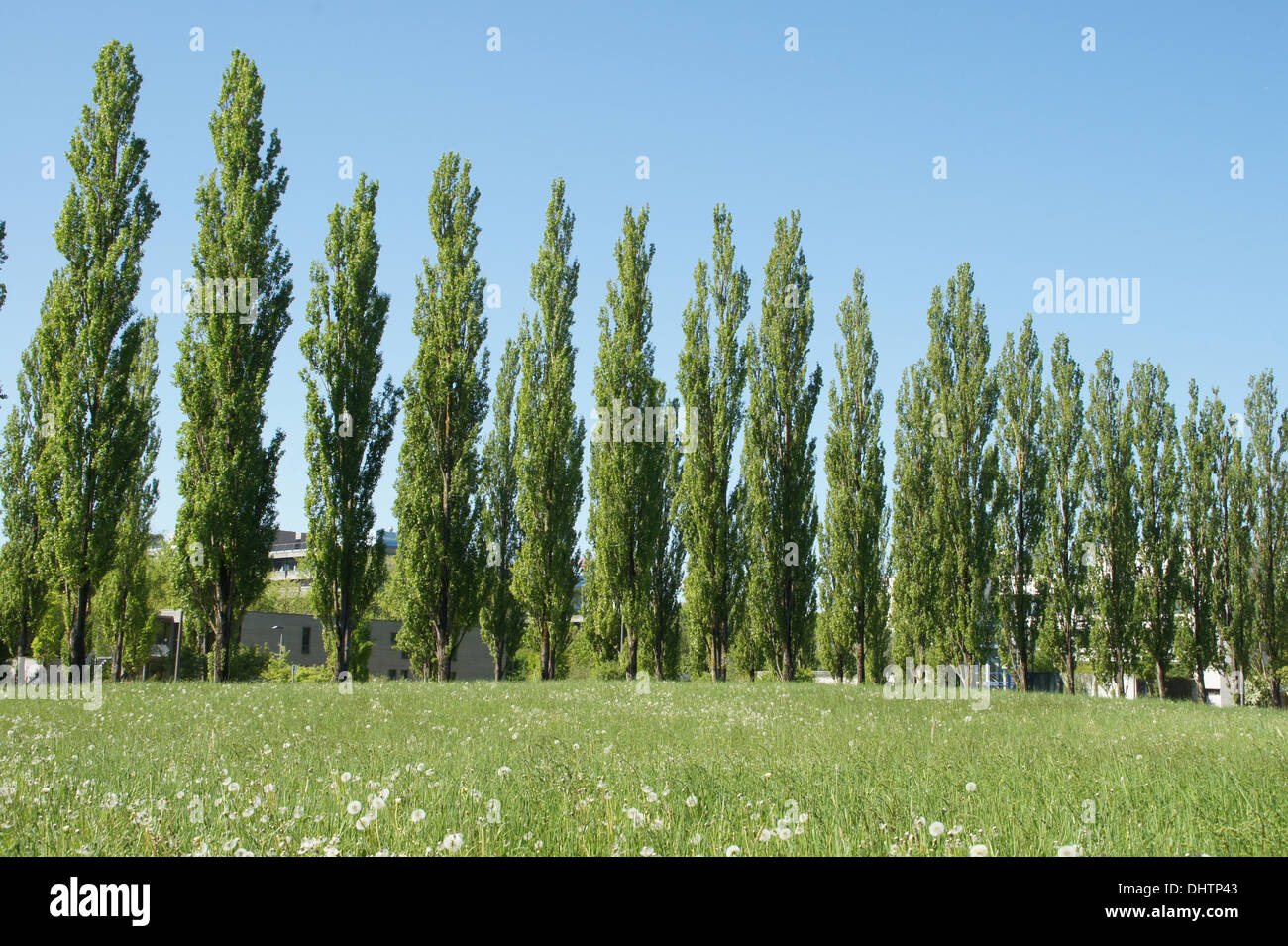 Fastigiate tree hi-res stock photography and images - Alamy
