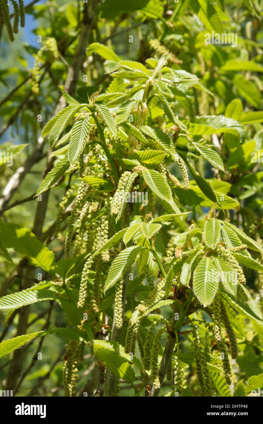Armenian oak quercus pontica hi-res stock photography and images - Alamy