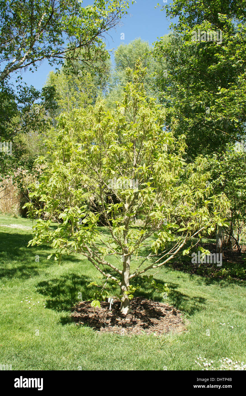 Armenian oak quercus pontica hi-res stock photography and images - Alamy
