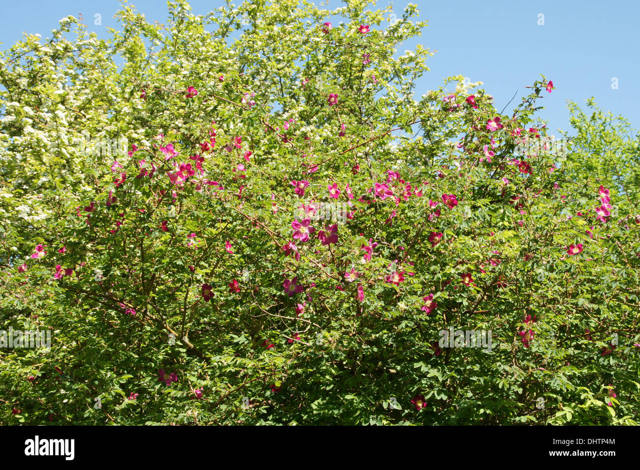 Alpine rose (rosa pendulina) hi-res stock photography and images - Alamy