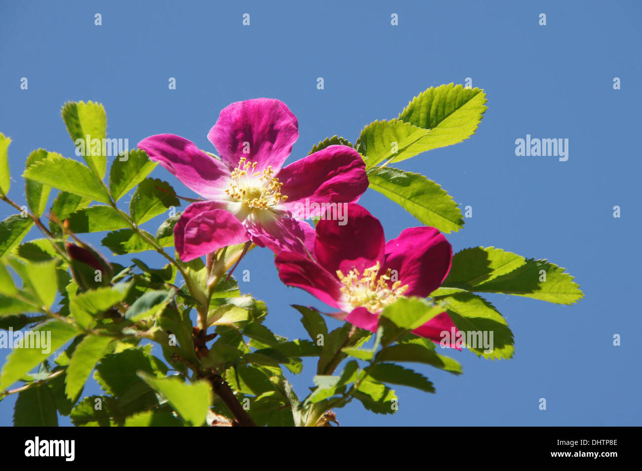 Gebirgsrose hi-res stock photography and images - Alamy