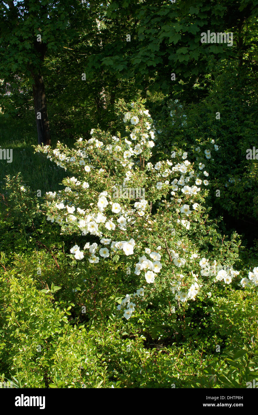 Rosa pimpinellifolia blume hi-res stock photography and images - Alamy