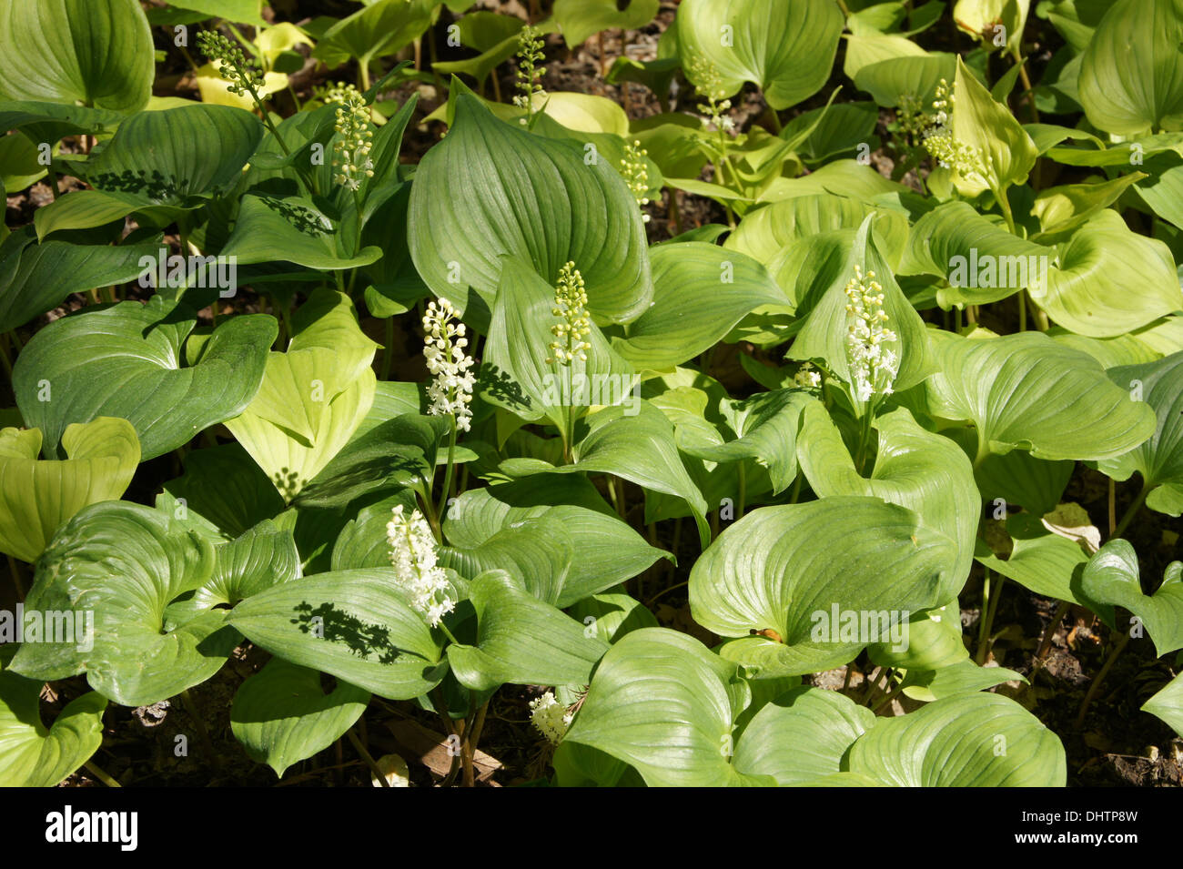 May lilies hi-res stock photography and images - Alamy