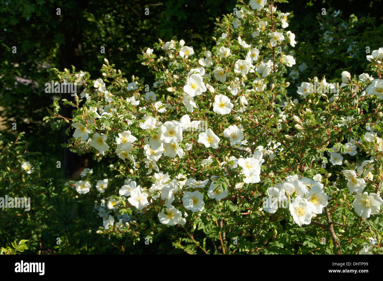 Rosa pimpinellifolia bibernell rose rosa spinosissima hi-res stock ...
