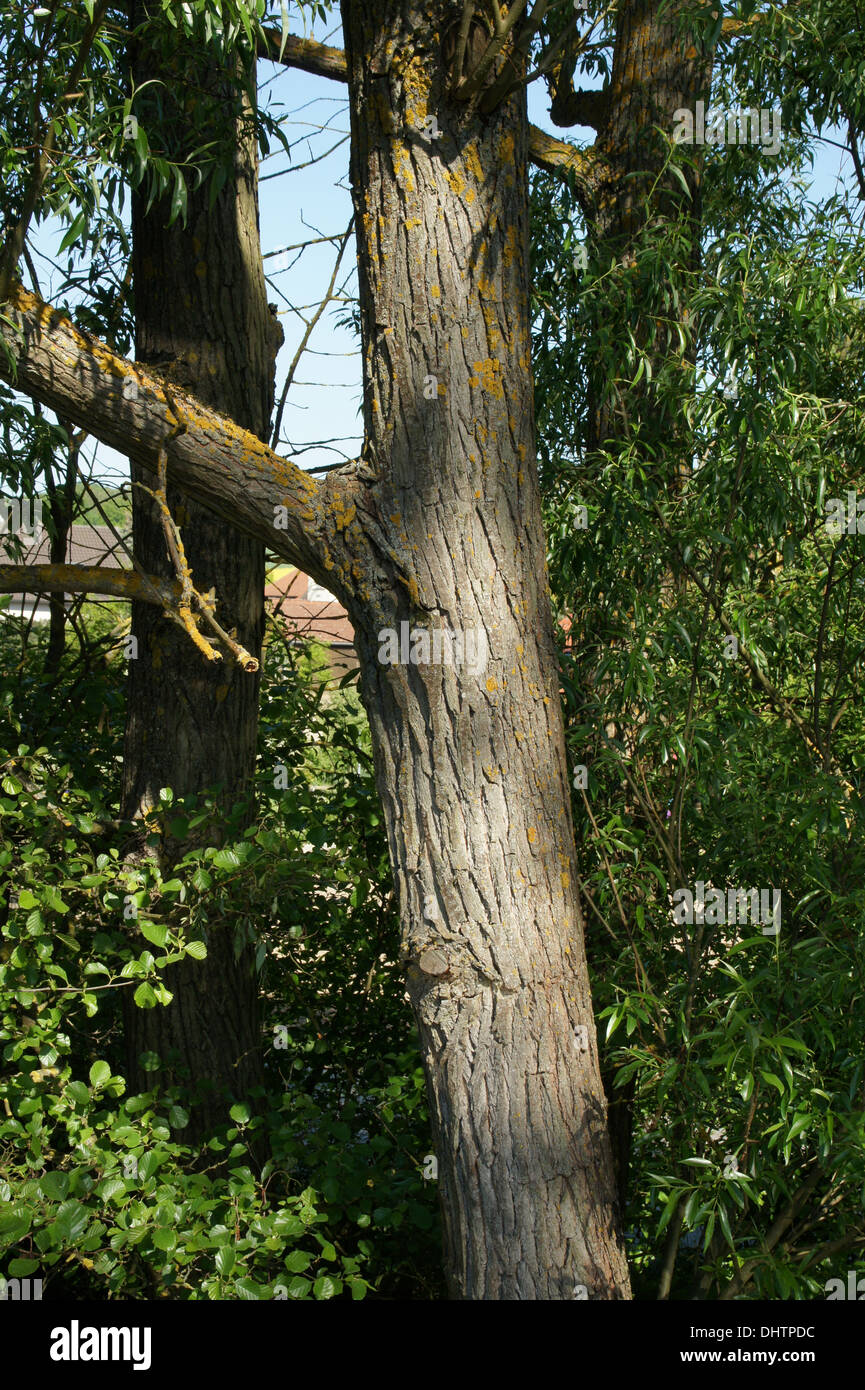 White willow bark hi-res stock photography and images - Alamy