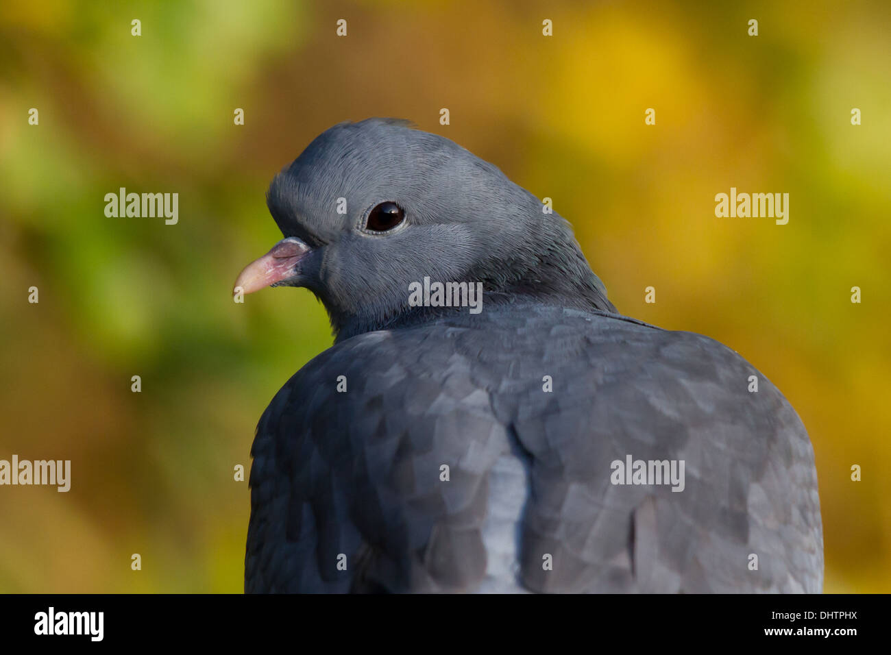 Stock Dove (Columba oenas Stock Photo - Alamy