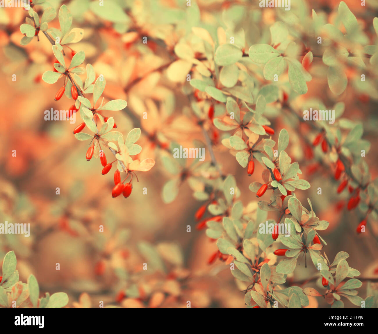Rowan tree hi-res stock photography and images - Alamy