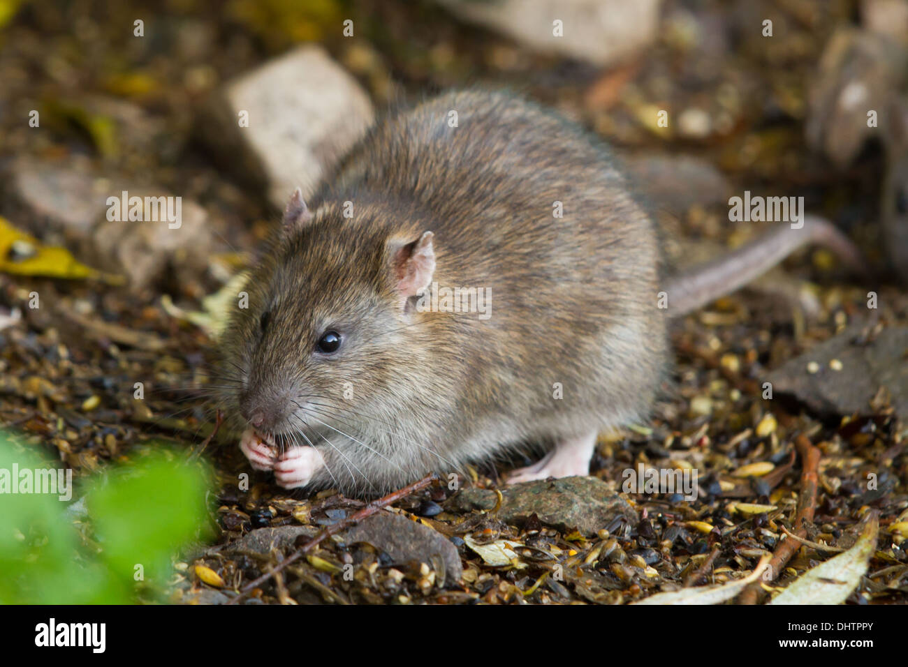 Adult rat hi-res stock photography and images - Alamy