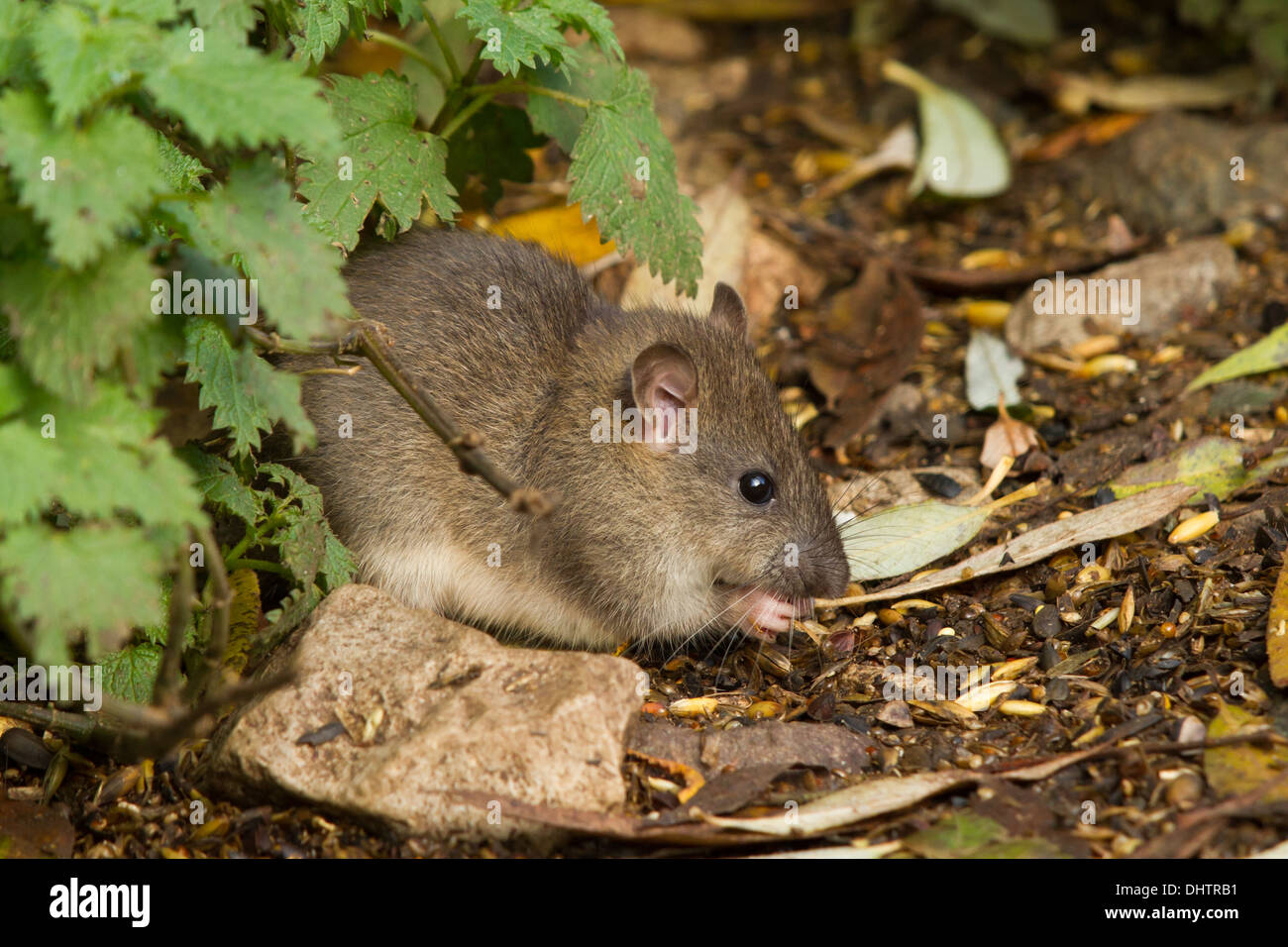 Brown rat rattus norvegicus feeding hi-res stock photography and images ...