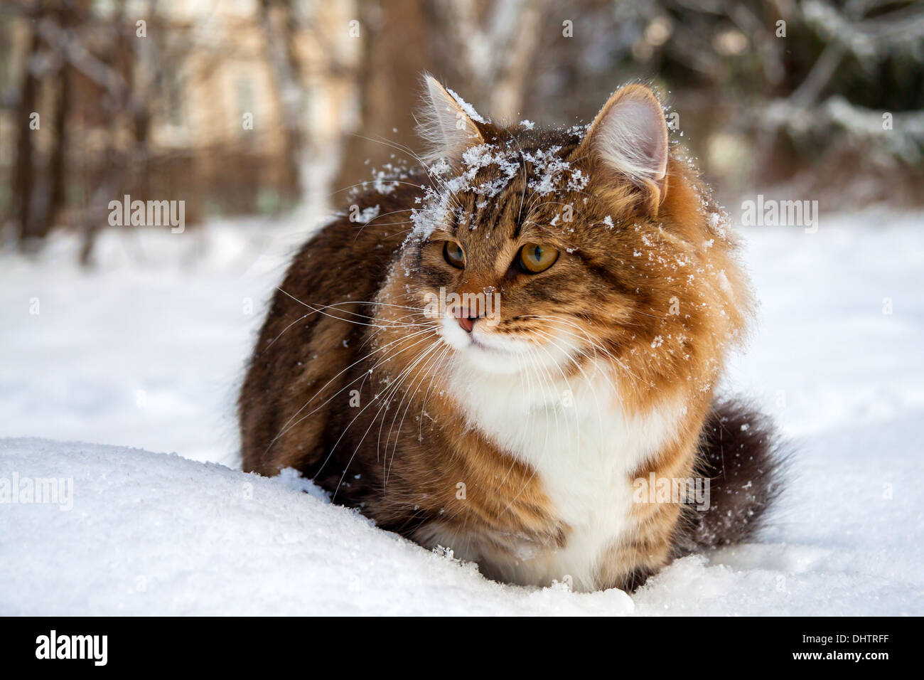 the beautiful cat on sits on snow Stock Photo - Alamy
