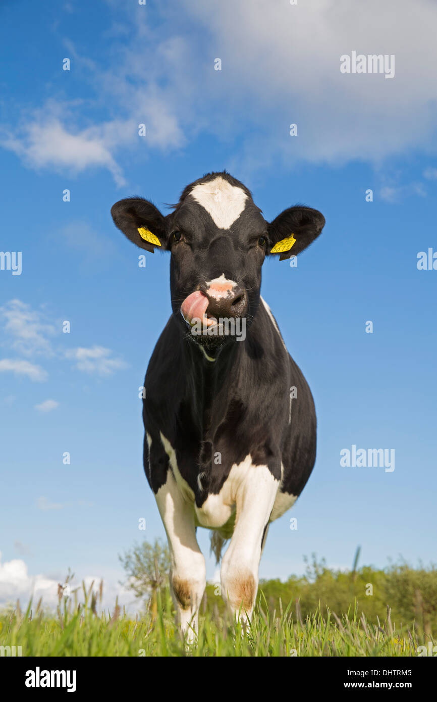 Netherlands, Middelie, Cow in meadow Stock Photo - Alamy