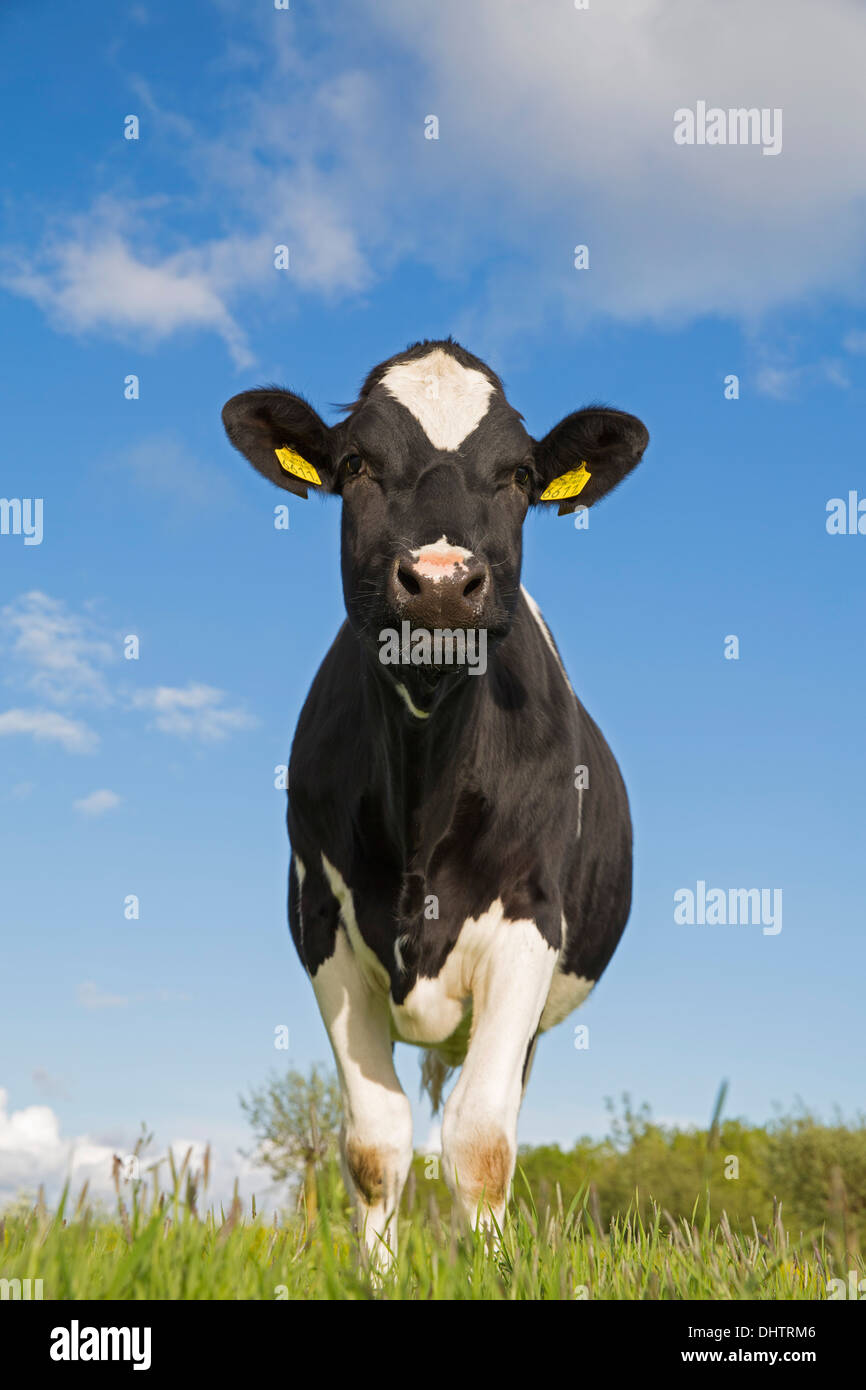 North holland netherlands dairy farm hi-res stock photography and ...