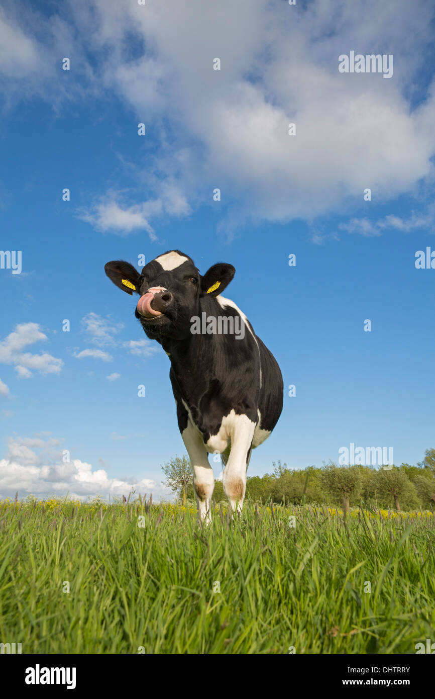 Cow grazing in meadow people hi-res stock photography and images - Alamy