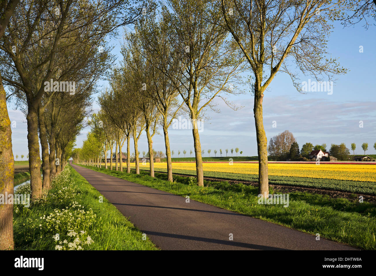 Netherlands, Middenbeemster, Beemster polder, a UNESCO World Heritage ...