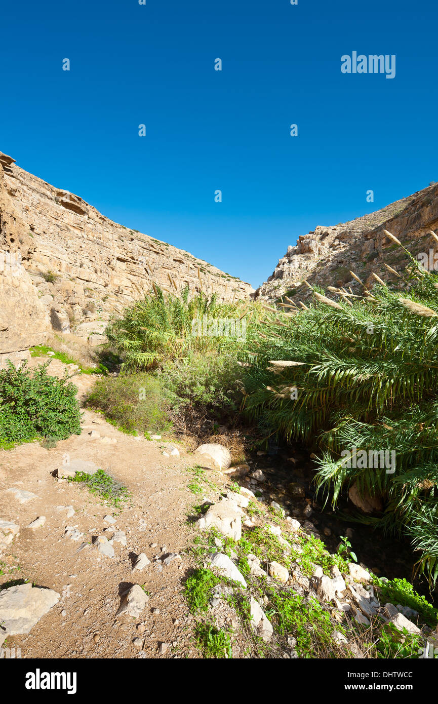 Riverbed plant hi-res stock photography and images - Alamy