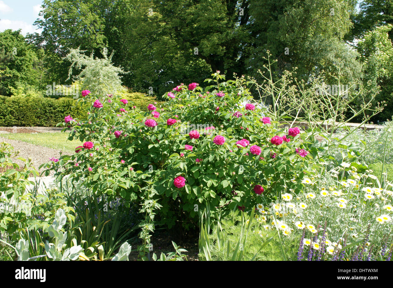 Rose de Resht Stock Photo - Alamy