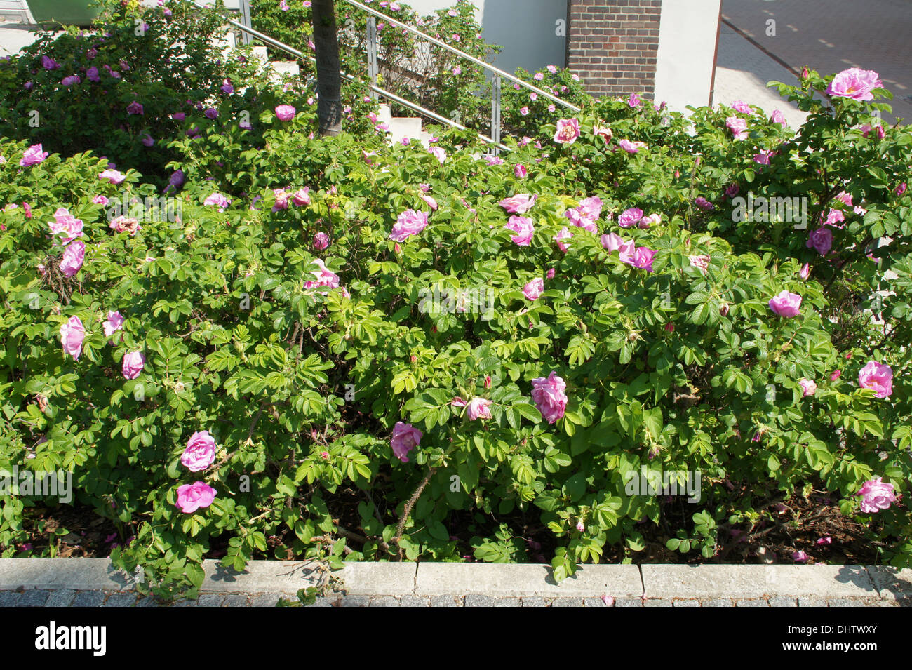 Rosa rugosa blume hi-res stock photography and images - Alamy