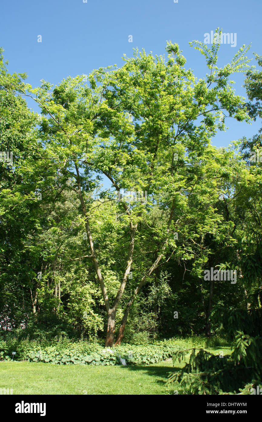 Lote tree hi-res stock photography and images - Alamy