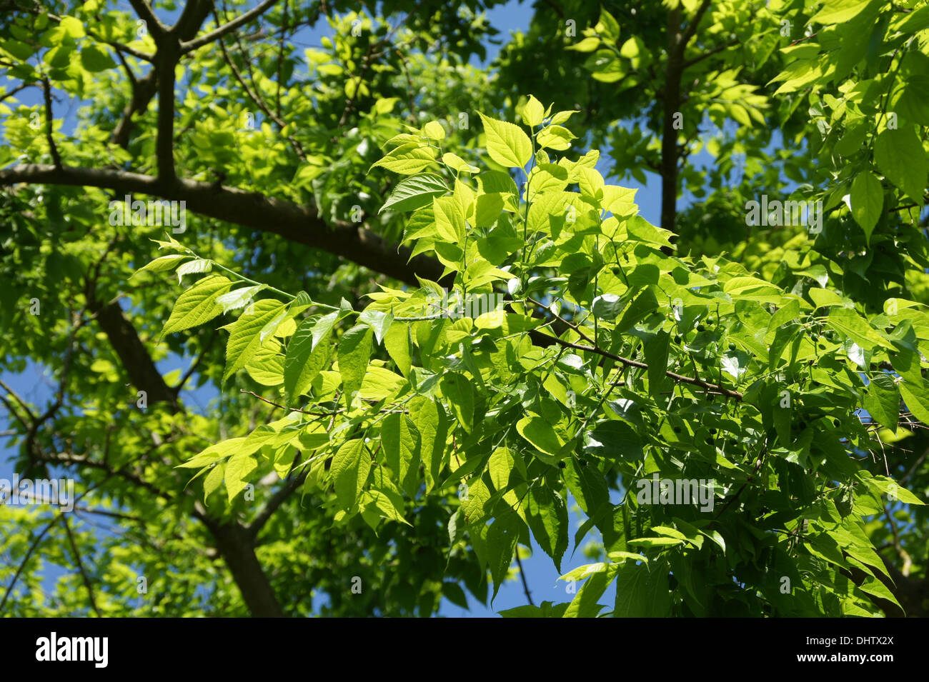 Lote tree hi-res stock photography and images - Alamy