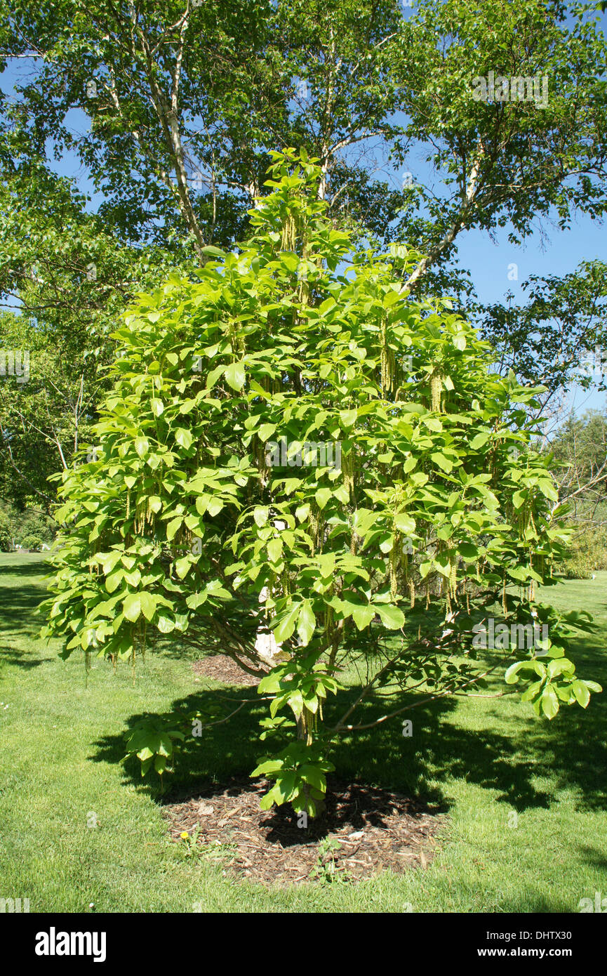 Armenian oak quercus pontica hi-res stock photography and images - Alamy