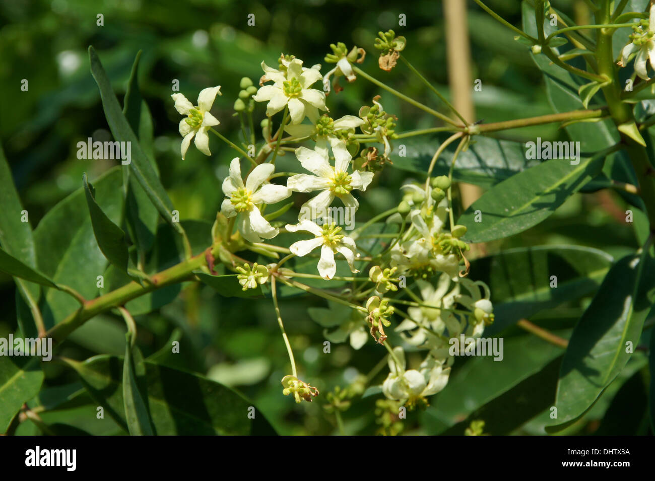Drimys hi-res stock photography and images - Alamy