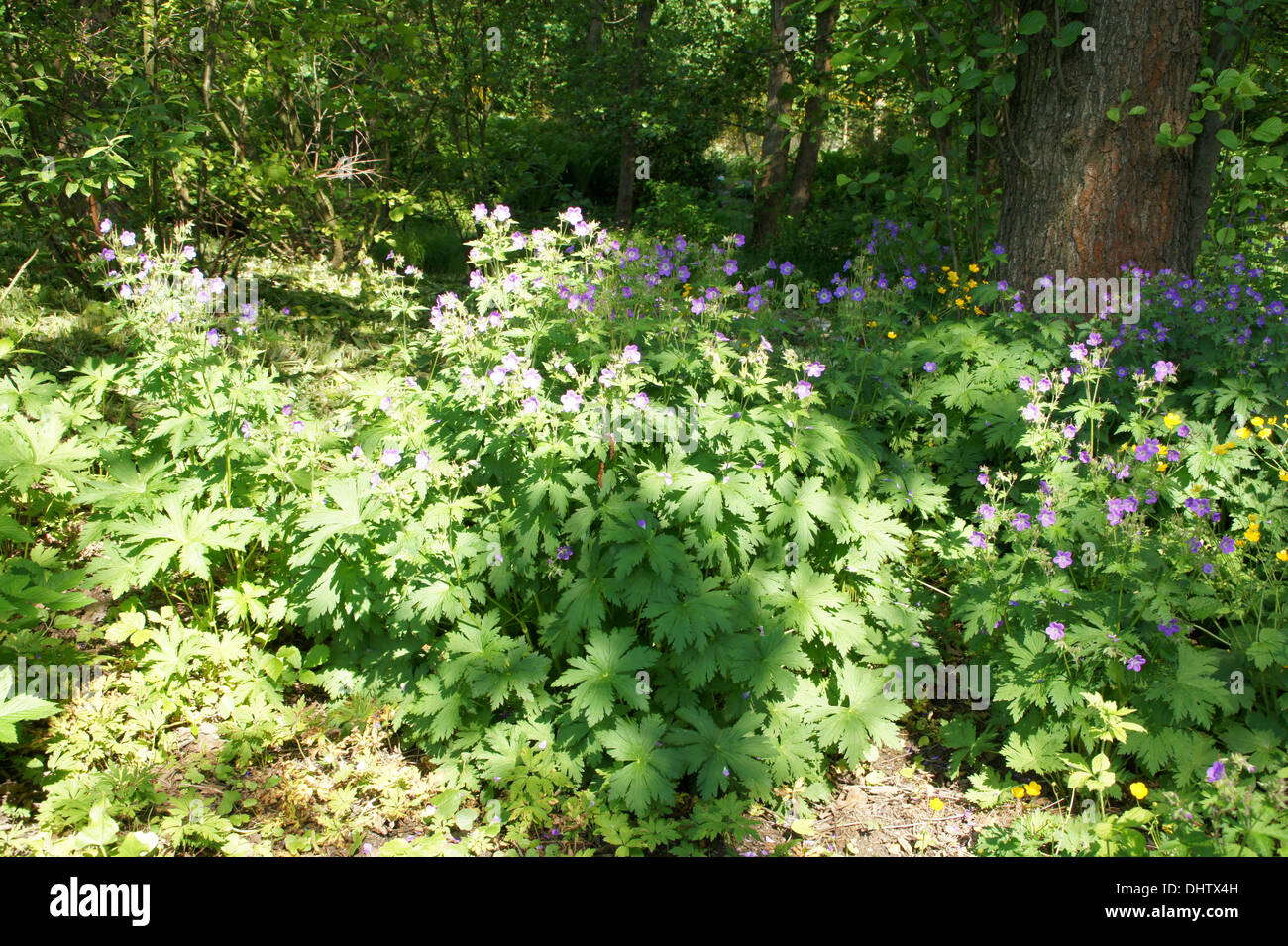 Wood Cranesbills Geranium Sylvaticum High Resolution Stock Photography ...