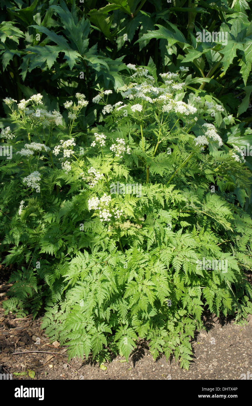 Sweet cicely garden hi-res stock photography and images - Alamy