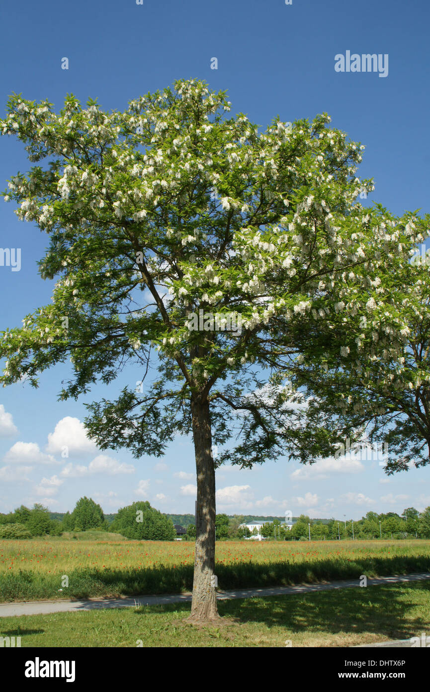 Black locust trees hi-res stock photography and images - Alamy