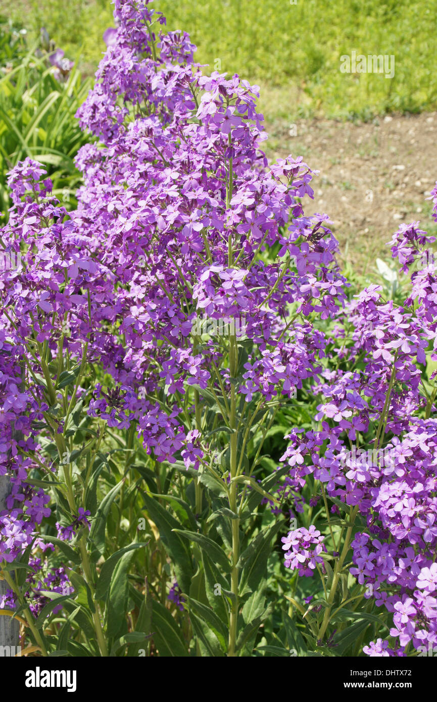 Queens gilliflower hi-res stock photography and images - Alamy