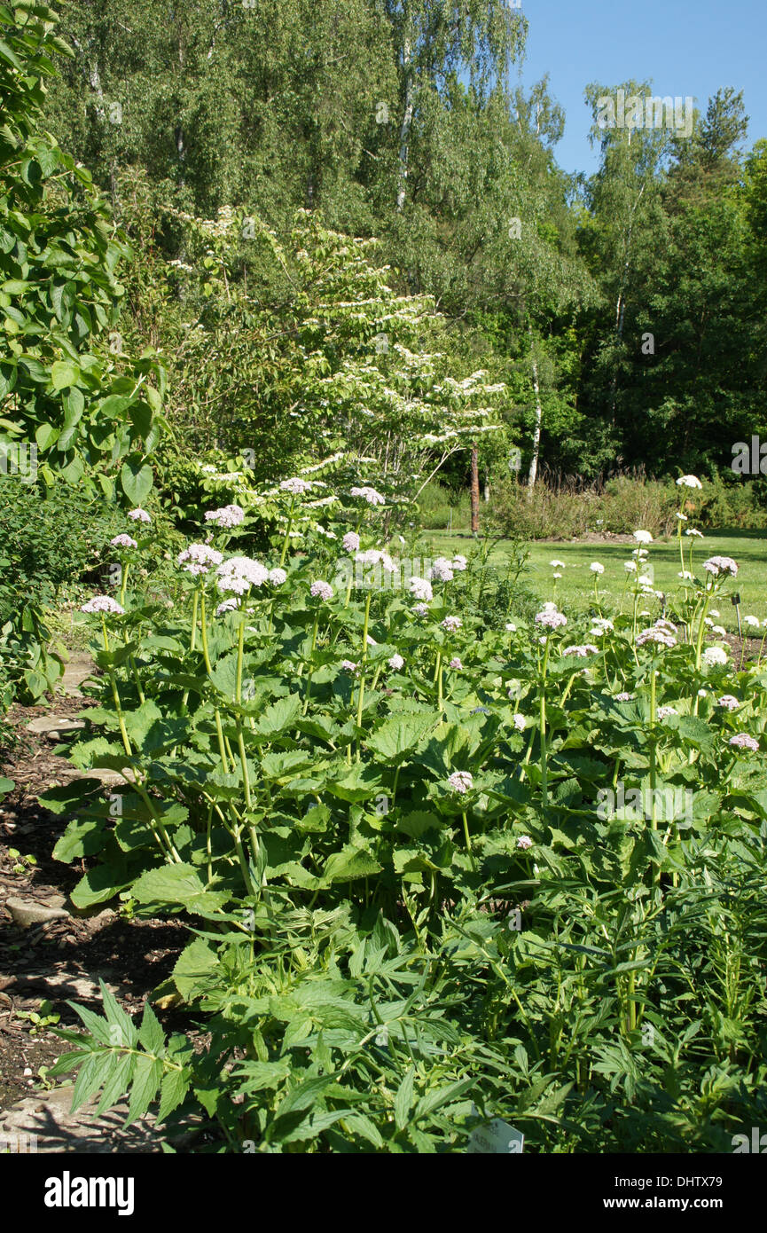 Pyrenaenbaldrian hi-res stock photography and images - Alamy