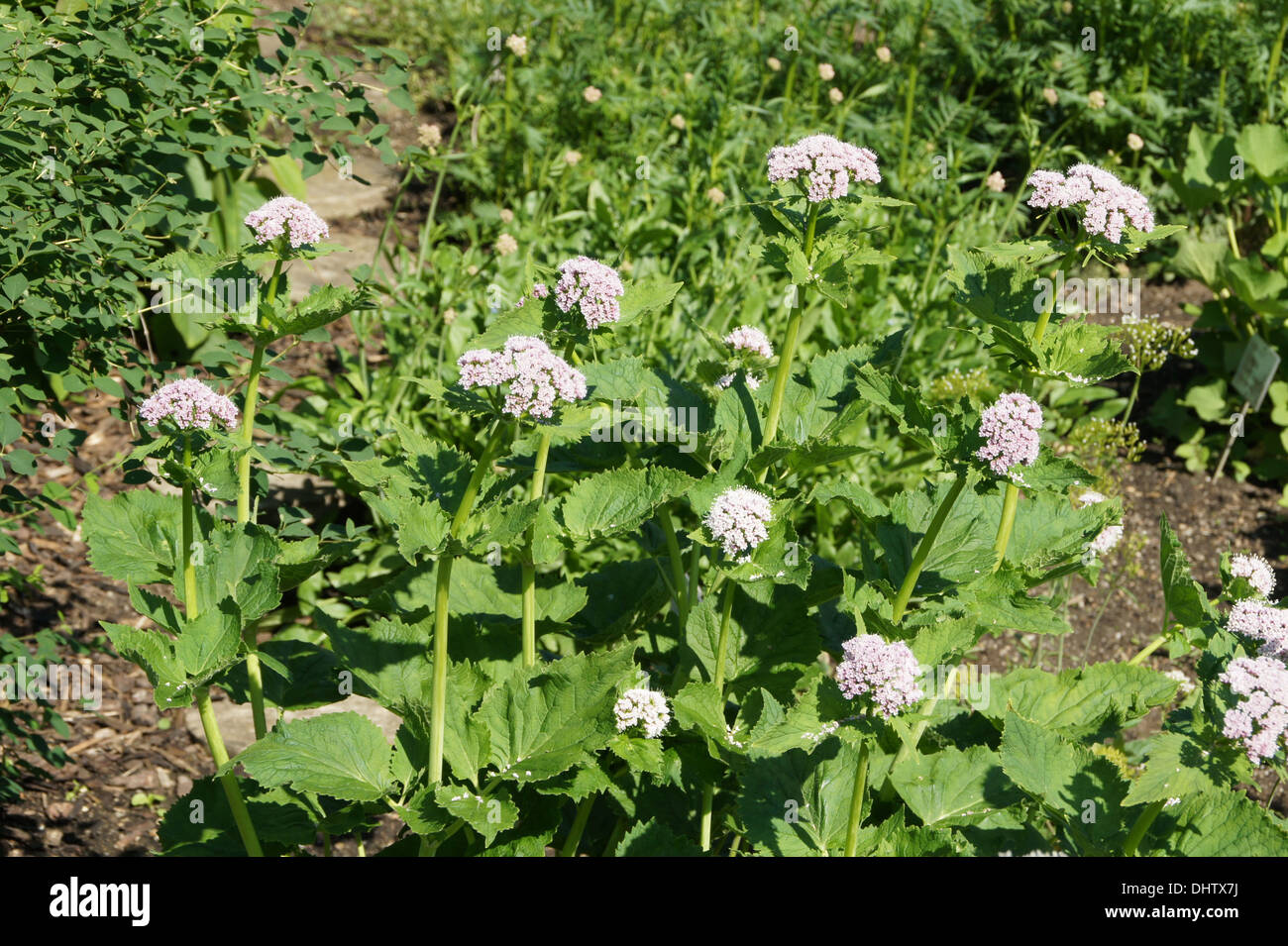 Pyrenaenbaldrian hi-res stock photography and images - Alamy