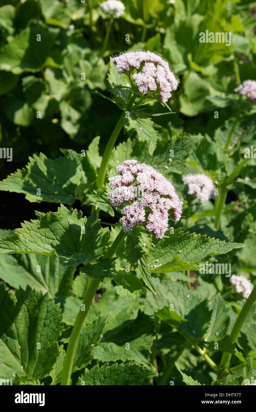 Pyrenaenbaldrian hi-res stock photography and images - Alamy