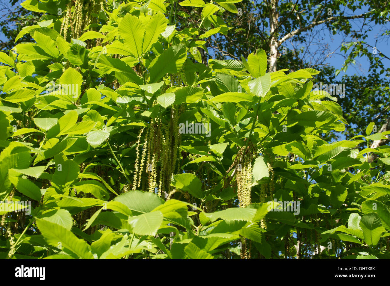 Armenian oak hi-res stock photography and images - Alamy