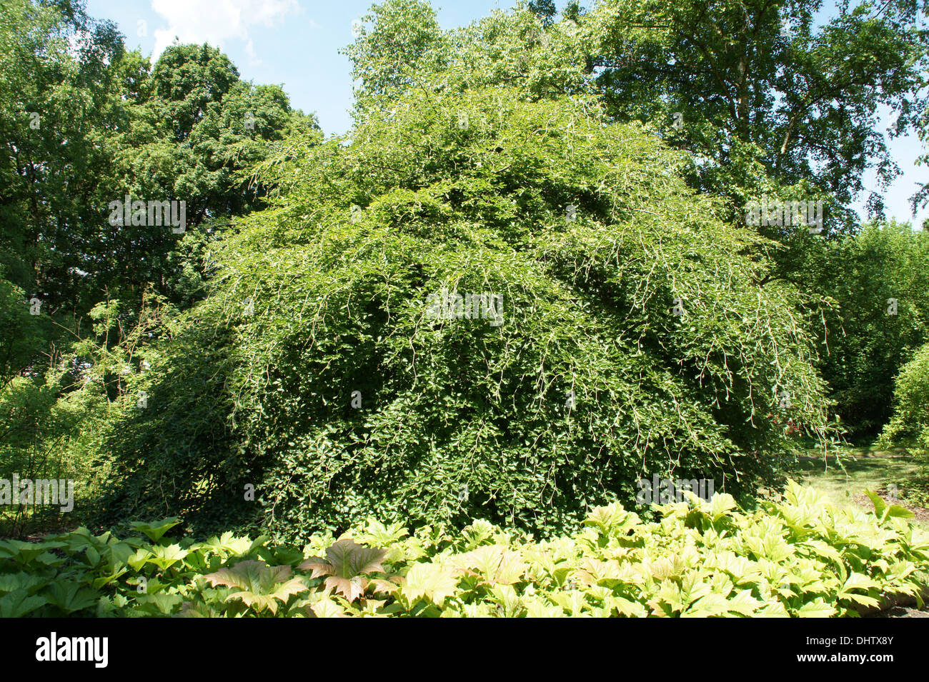 Dwarf beech tree hi-res stock photography and images - Alamy