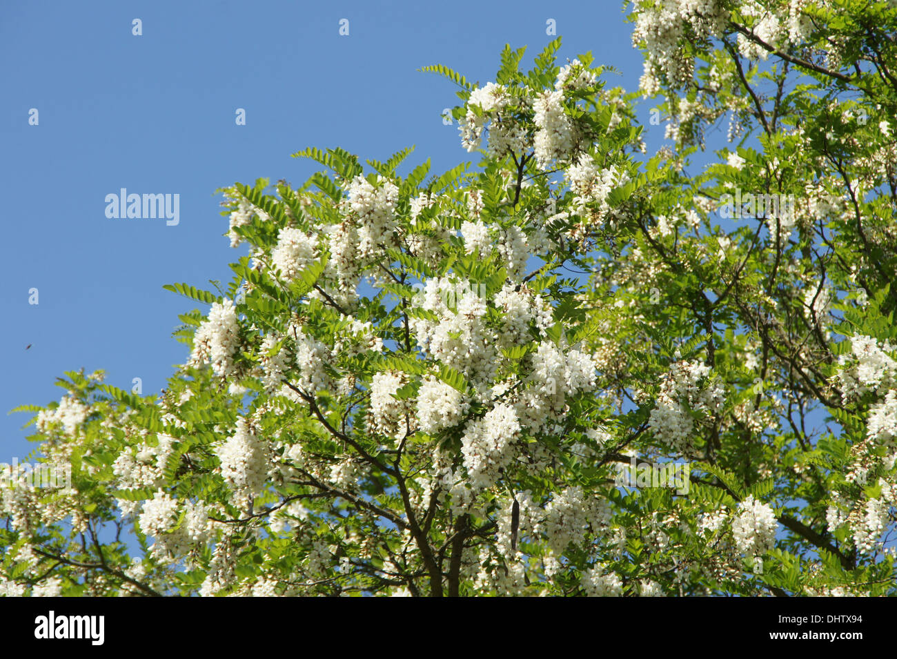 Black locust trees hi-res stock photography and images - Alamy