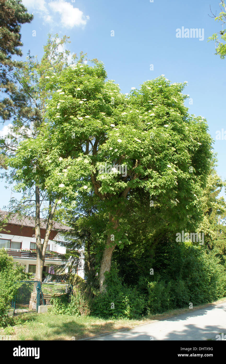 Edler baum hi-res stock photography and images - Alamy