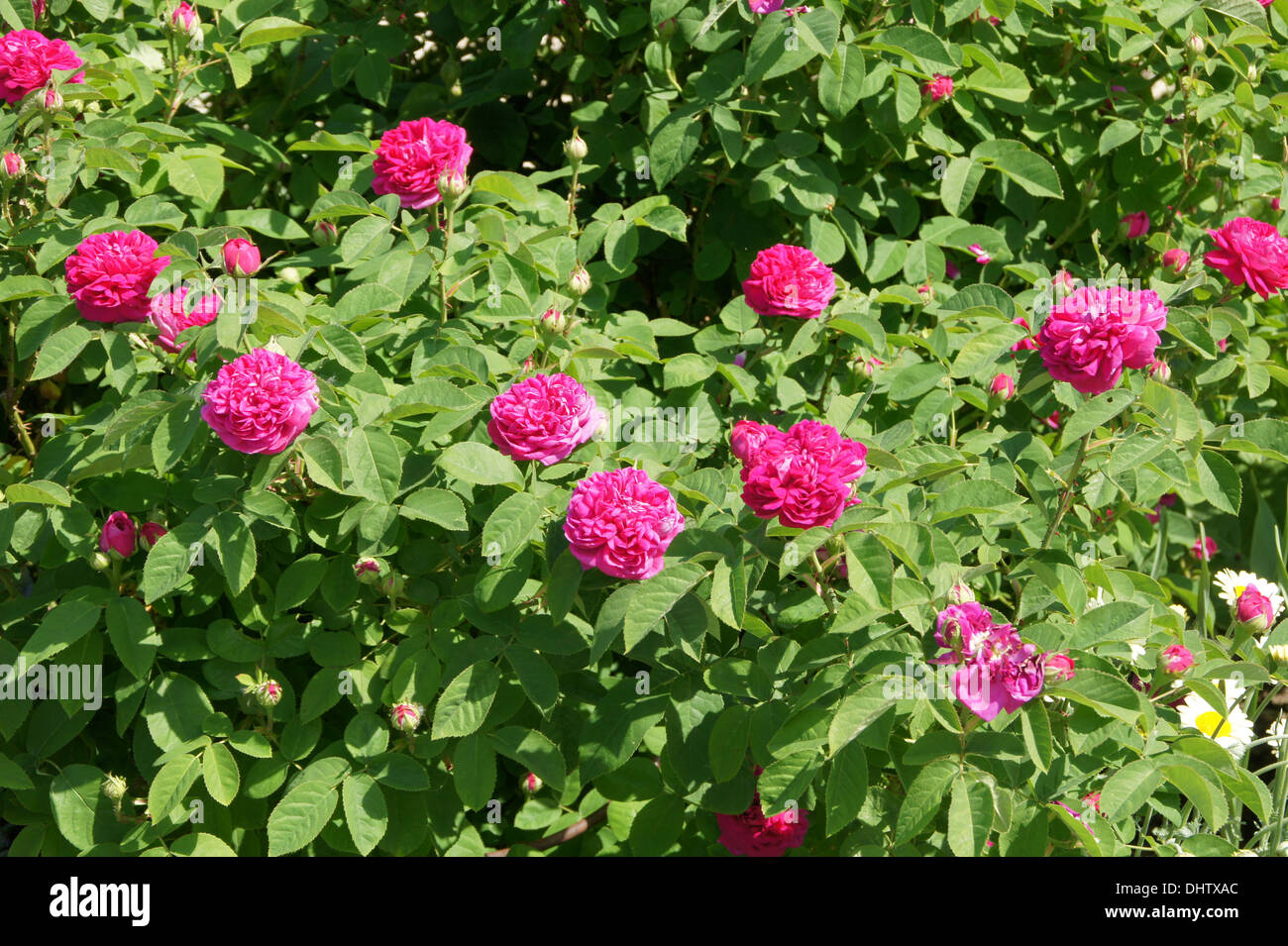 Rose de Resht Stock Photo - Alamy