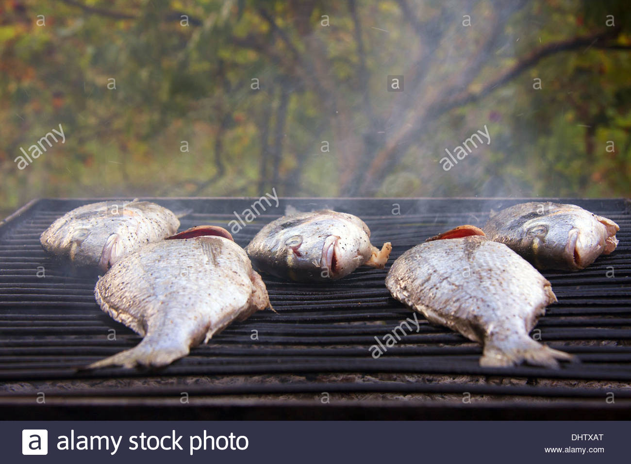 Branchiae High Resolution Stock Photography and Images - Alamy