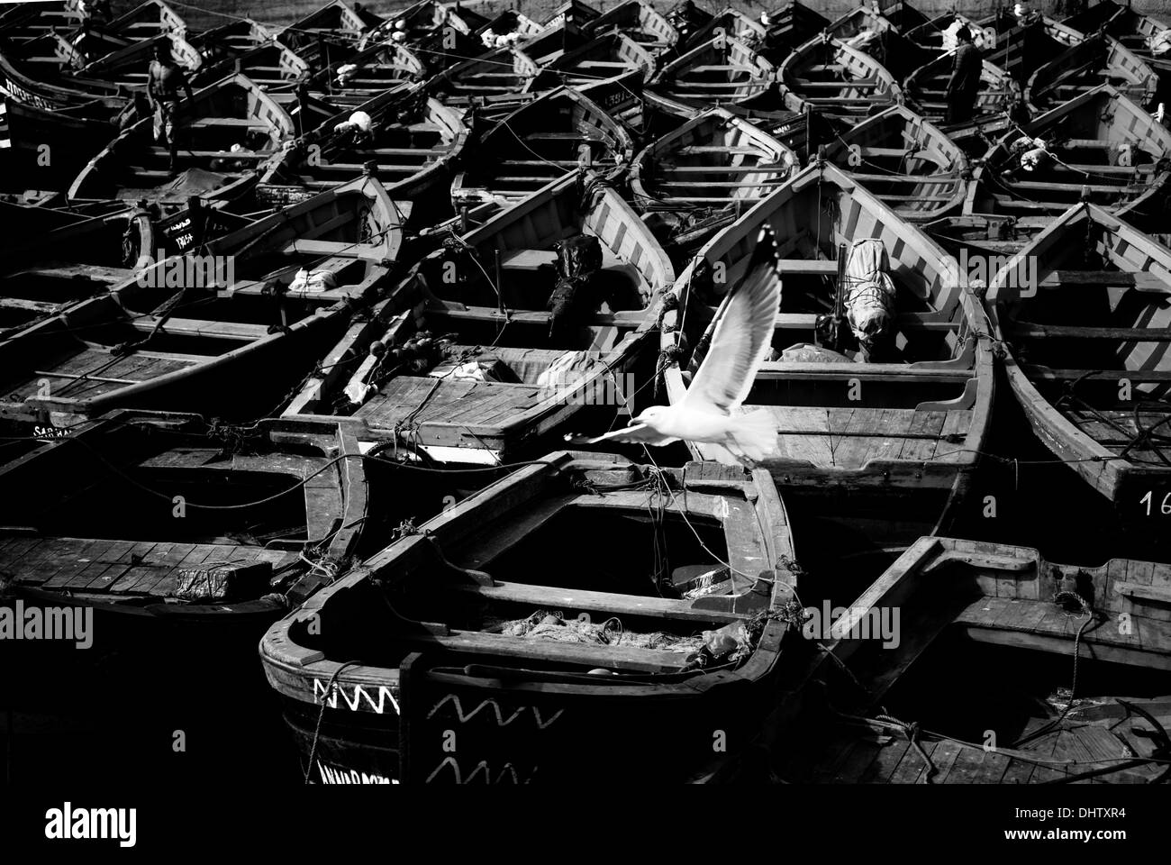 Seagull flying over fishing boats Stock Photo - Alamy