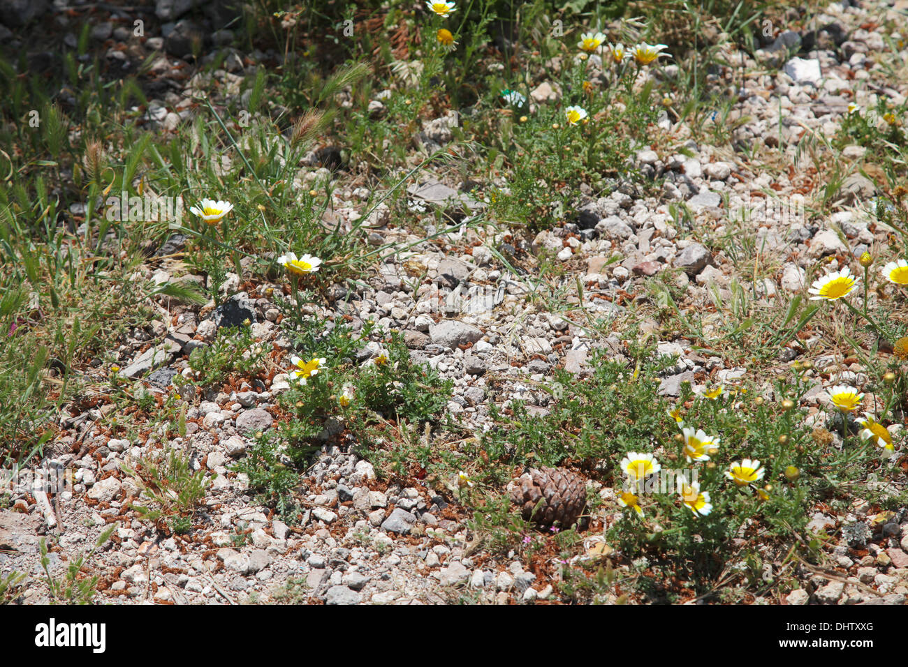 Typical mediterranean flora on Santorini island in the Cyclades (Greece ...